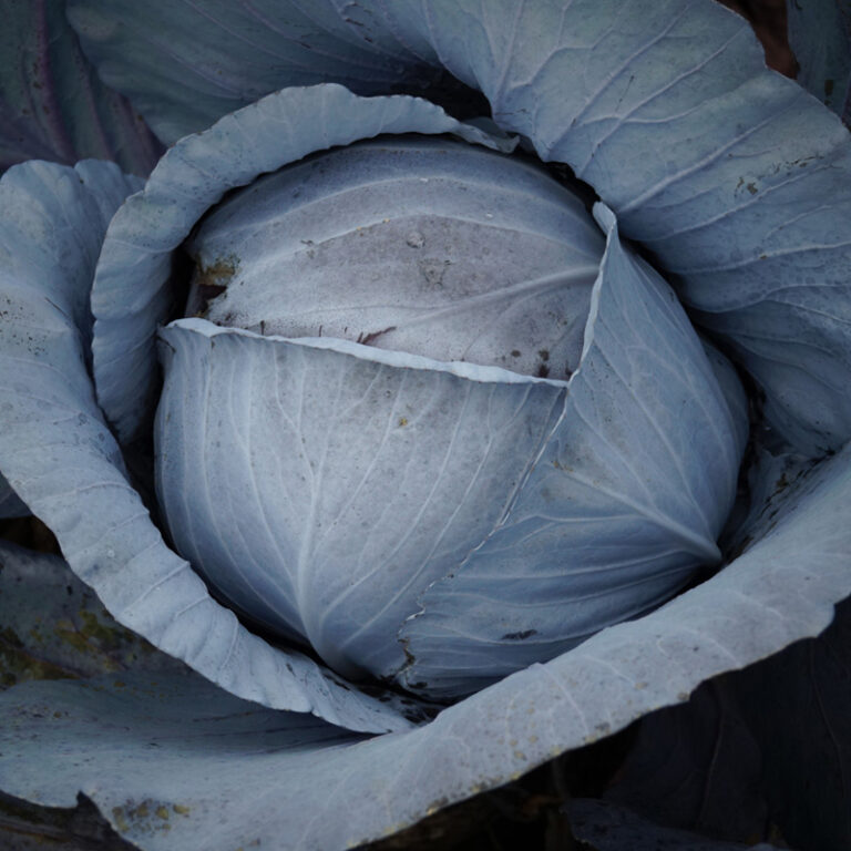 Choux Cabus - Plants et Semences BIO - Finistère