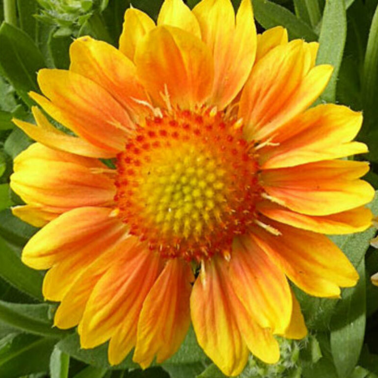 Gaillardes - Plants et Semences BIO - Finistère